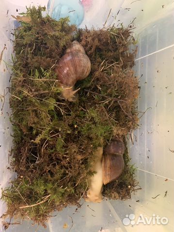 Улитка ахатина