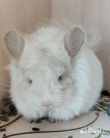 Шиншилла ангора белорозовый