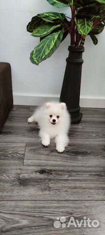 Щенки шпица