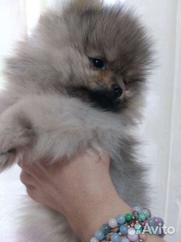 Девочка крем-соболь