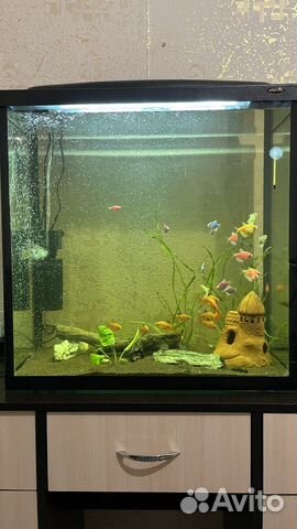 Барбус огненный