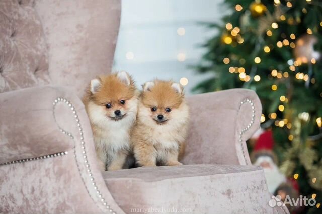 Померанский шпиц мини