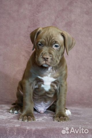 Перспективный кобель питбультерьера