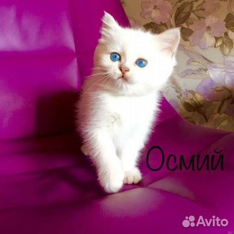 Кошечка Тоя и Котенок Осмий Синеглазые