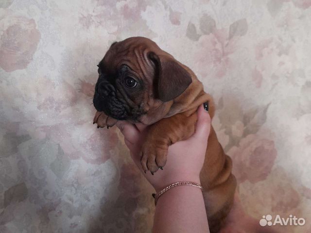 Французский бульдог