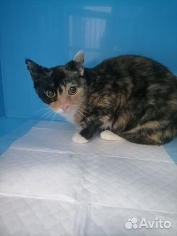 Кошка в дар