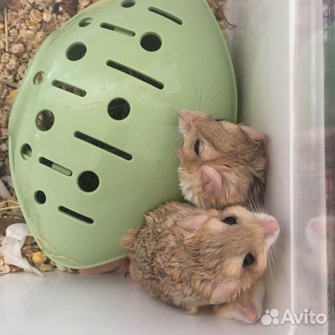 Жирнохвостая песчанка