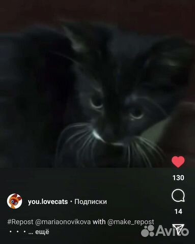 Котенка подбросили, жители выгоняют на мороз