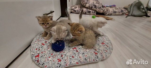 Британские котята