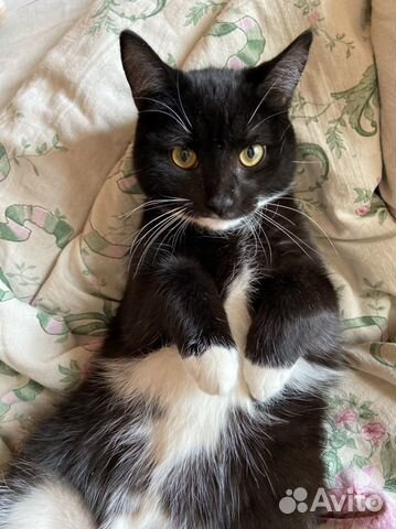 Котеное в добрые руки