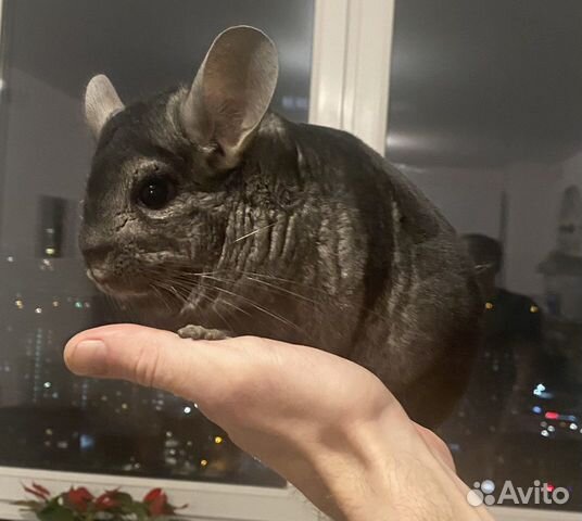 Шиншилла девочка цвет фиолет 1,5 года