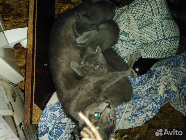 Котята русской голубой чистых кровей