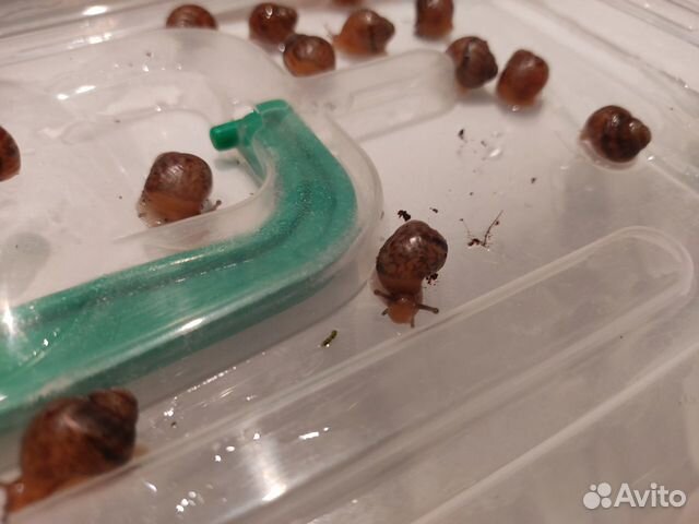 Улитки ахатины бесплатно