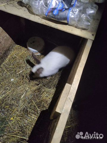 Кролики шиншилла