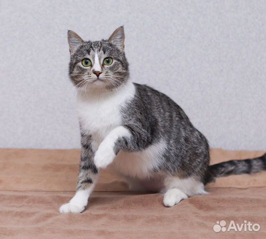 Кошка Мальвина в добрые руки