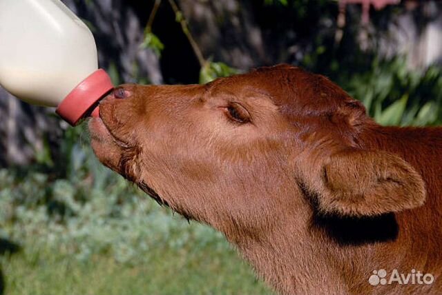 Продаётся телочка