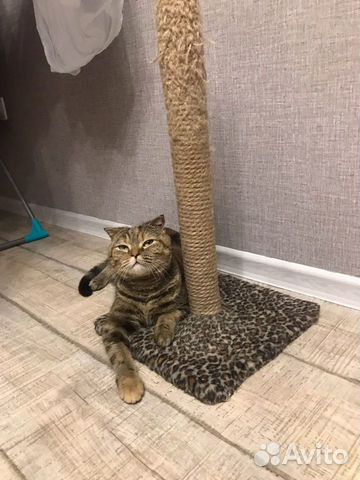 Кошки