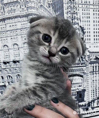 Британские котята