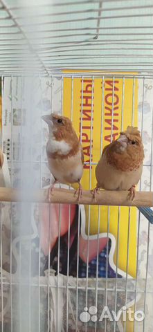 Японские амадины