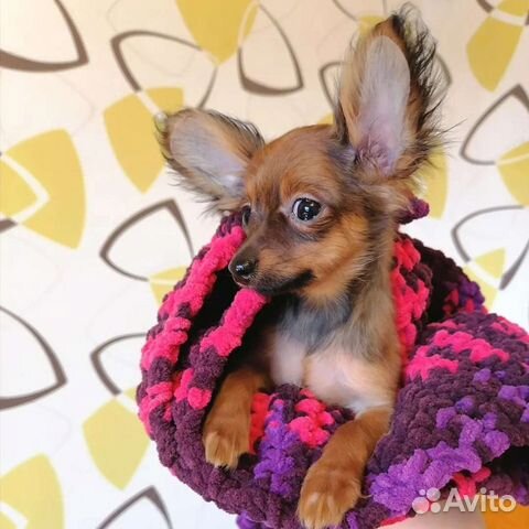 Рыжий мини мальчик русский той 3 мес