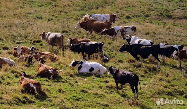 Коровы