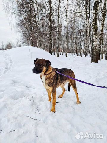 Добби ничего не видел кроме приюта