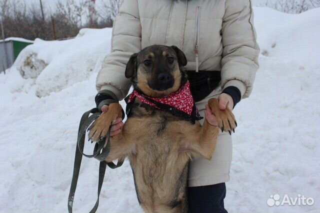 Собака ищет семью