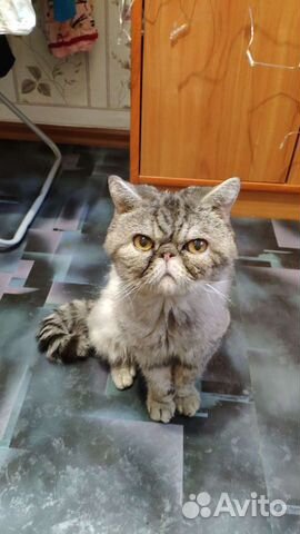 Кот Экзот. Старичок
