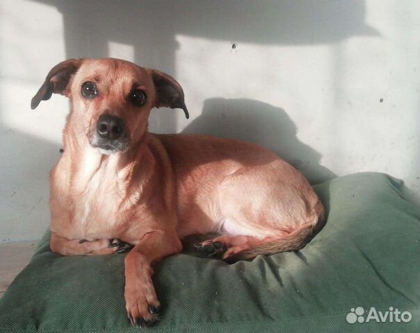 Метис таксы в дар