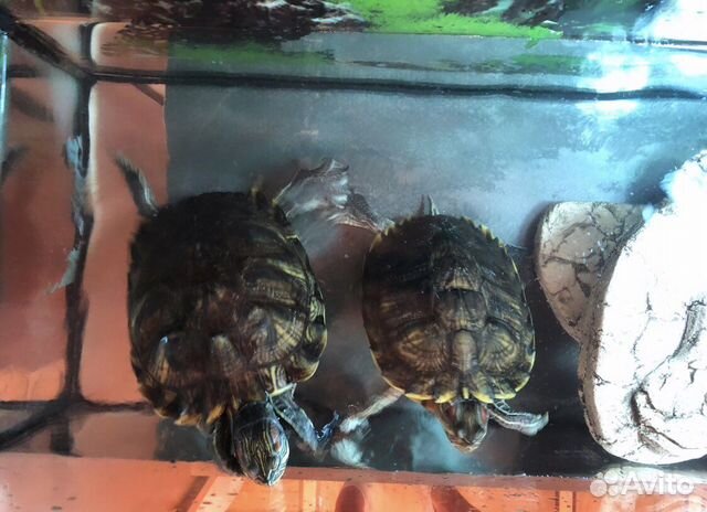 Черепашки красноухие