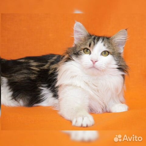 Котик сибиряк в дар