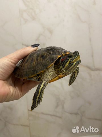 Черепаха бесплатно