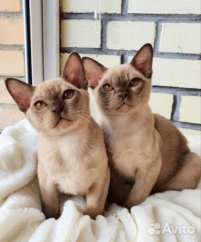 Бурманские котята