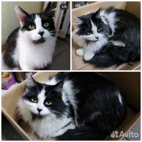 Кошка Алиса