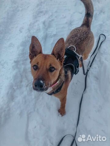 Мико ищет дом. Бесплатно. В дар