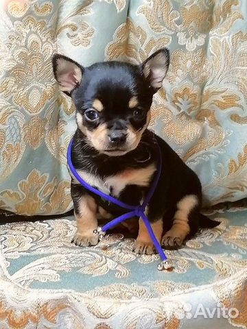 Чихуахуа мальчик мини