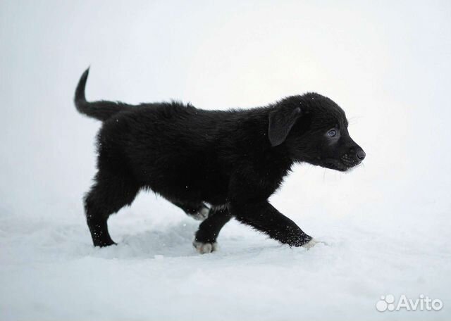 Гном Гномыч в добрые руки