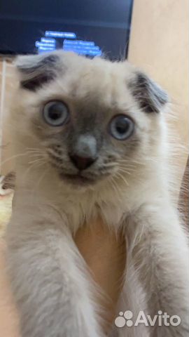 Шотландец вислоухий