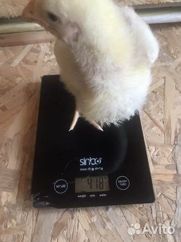 Бройлер подрощеный 12 дней