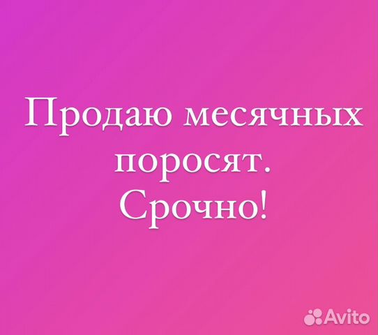 Месячные поросята