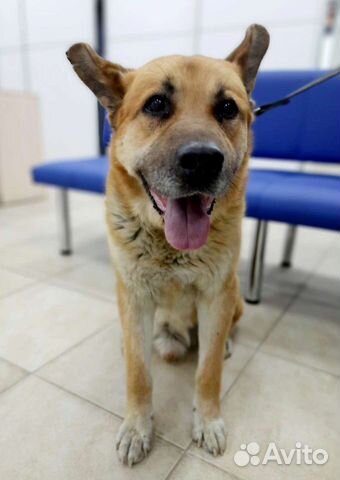 Добрый брошенный пёс