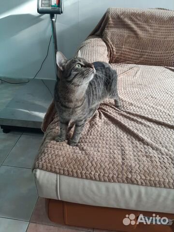 Импозантный парень Тигран ищет дом