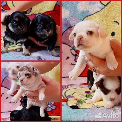 Щенки чихуахуа