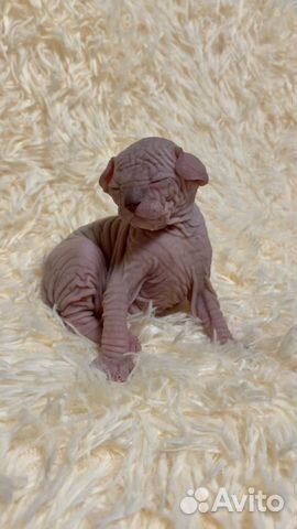 Сфинкс, Эльф