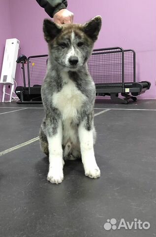 Щенки акиты