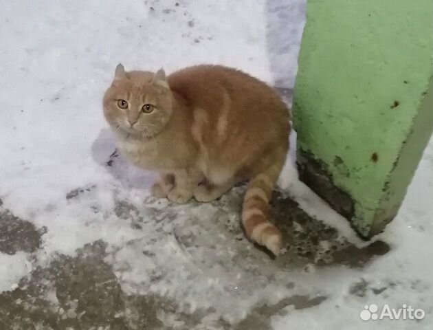 Красивая рыжая кошечка очень ищет дом