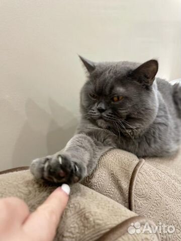 Британский кот