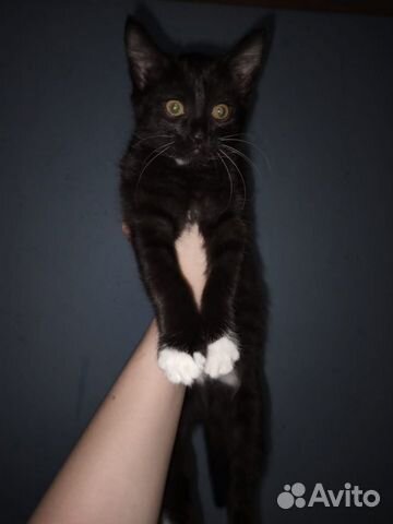 Кошка и котята в дар