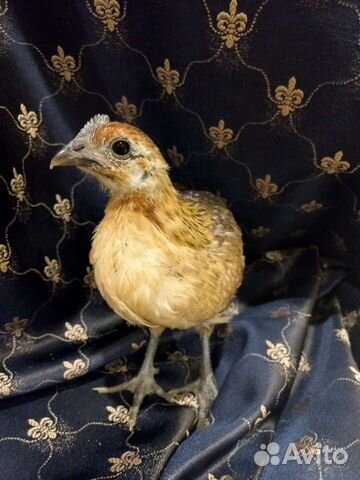 Цыплята и инкуб.яйца породистых кур