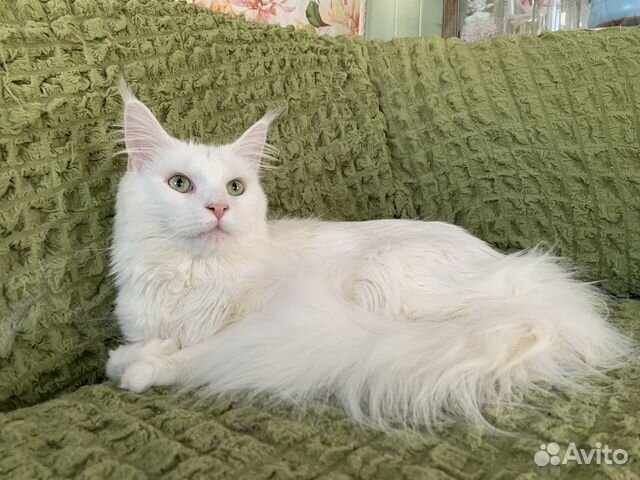 Котик Карлос
